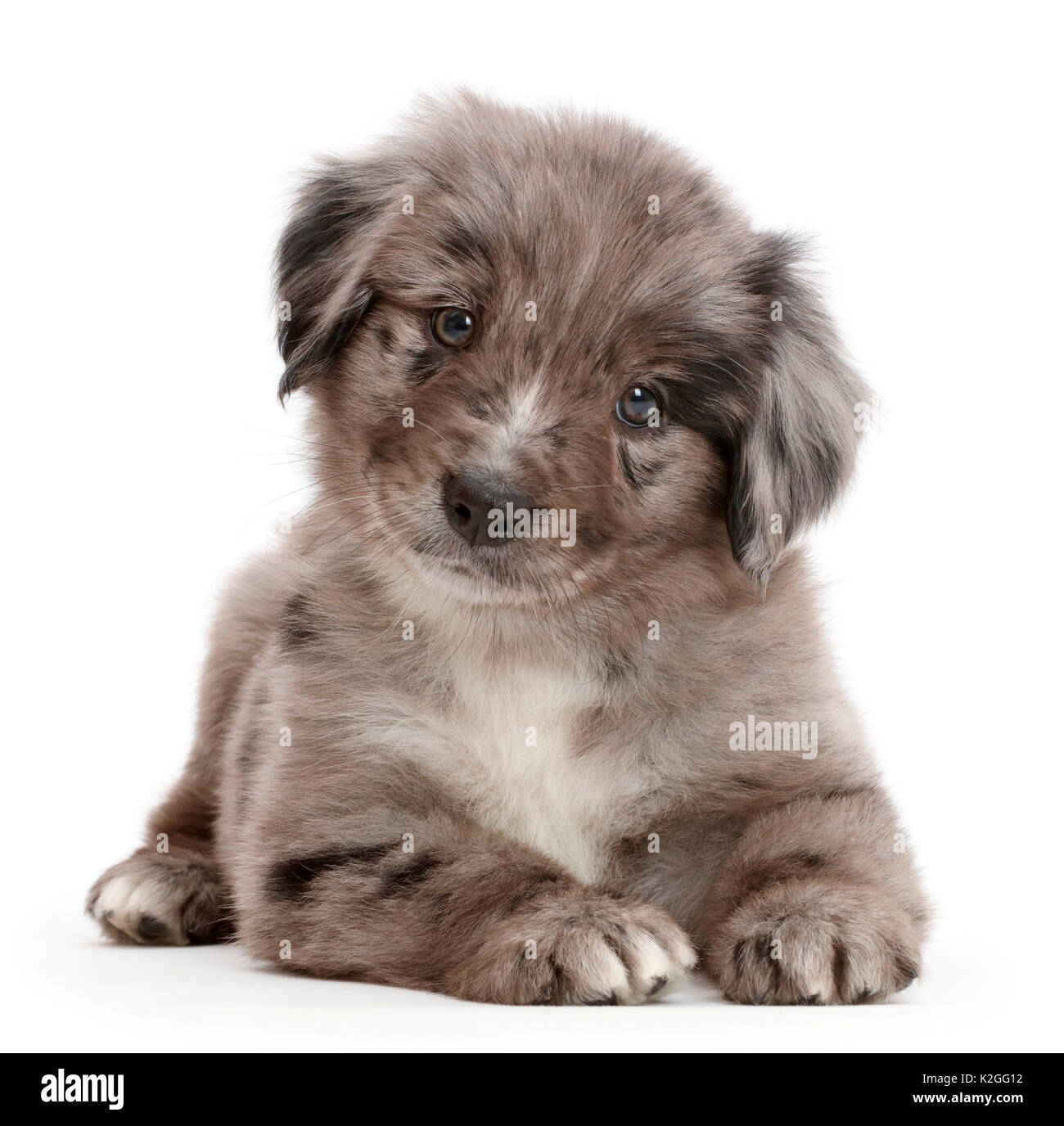 Puppy dog mini white hi-res stock photography and images - Alamy