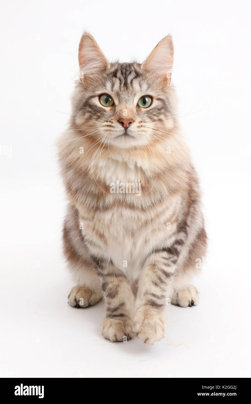 Silver tabby cat hi-res stock photography and images - Alamy