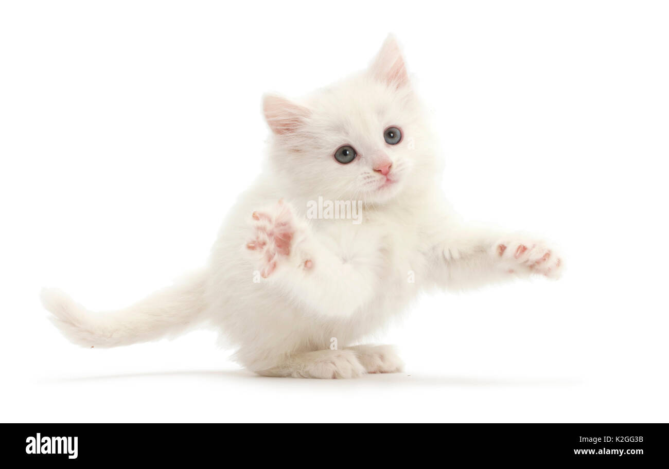 Bing Wallpaper White Kittens