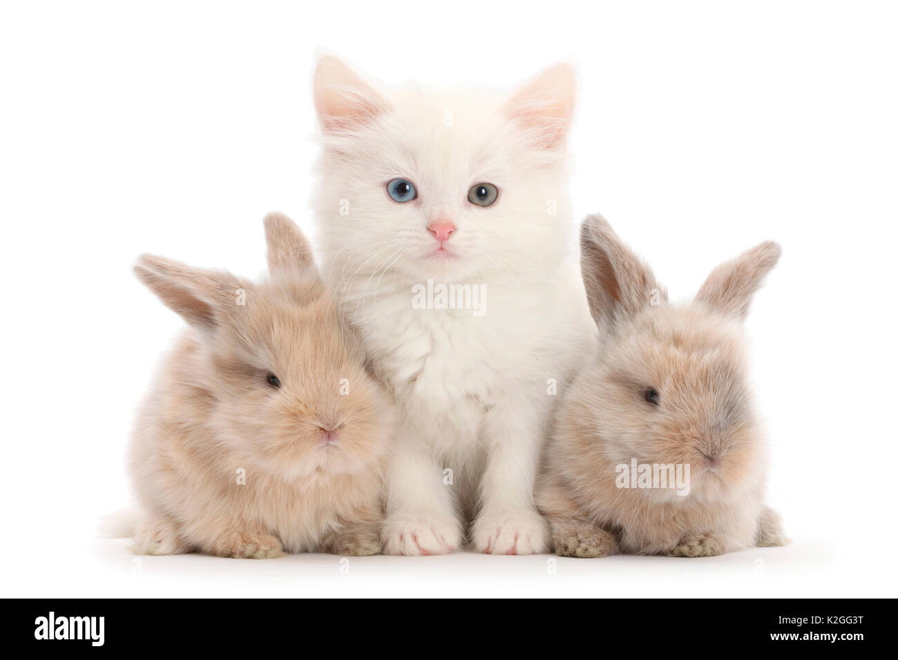 White kitten and young rabbits Stock Photo - Alamy