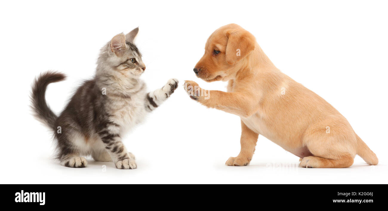 Good Job High Five Kitten Hello, Kitties: New Book Celebrates The Work