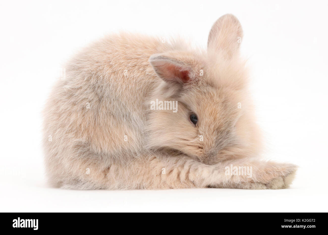 Hind leg hi-res stock photography and images - Alamy