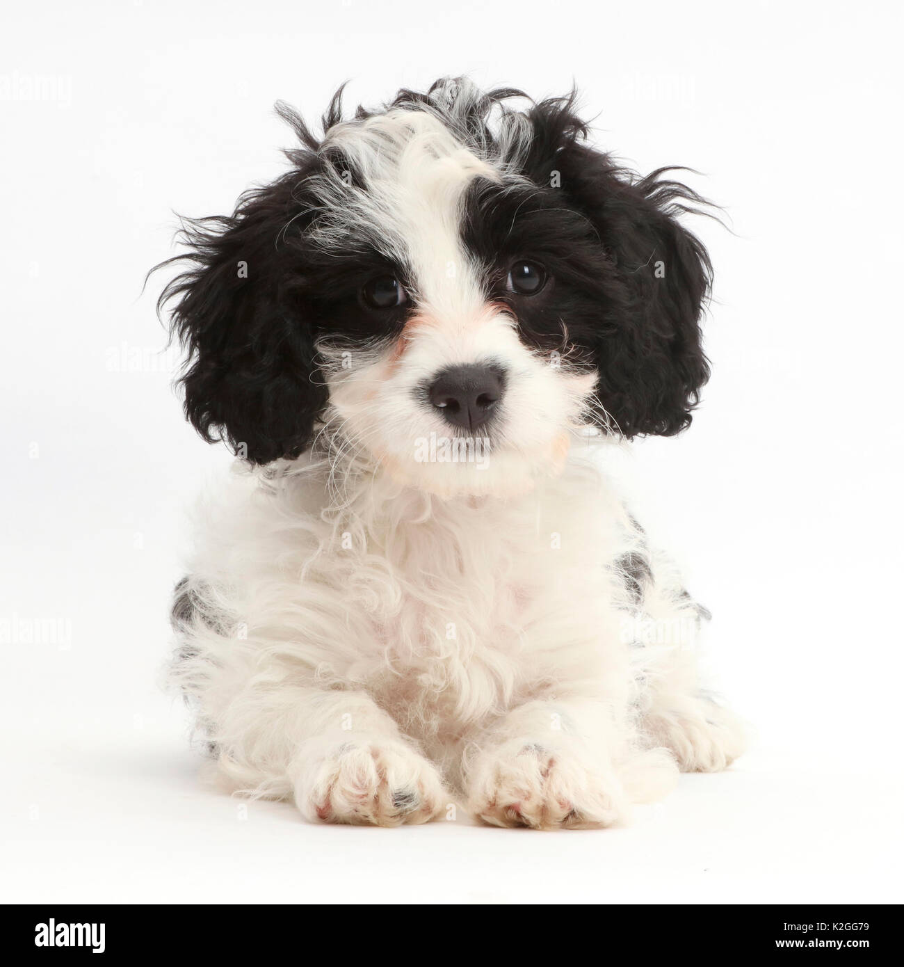 Black and white cavapoo puppy hi-res stock photography and images - Alamy