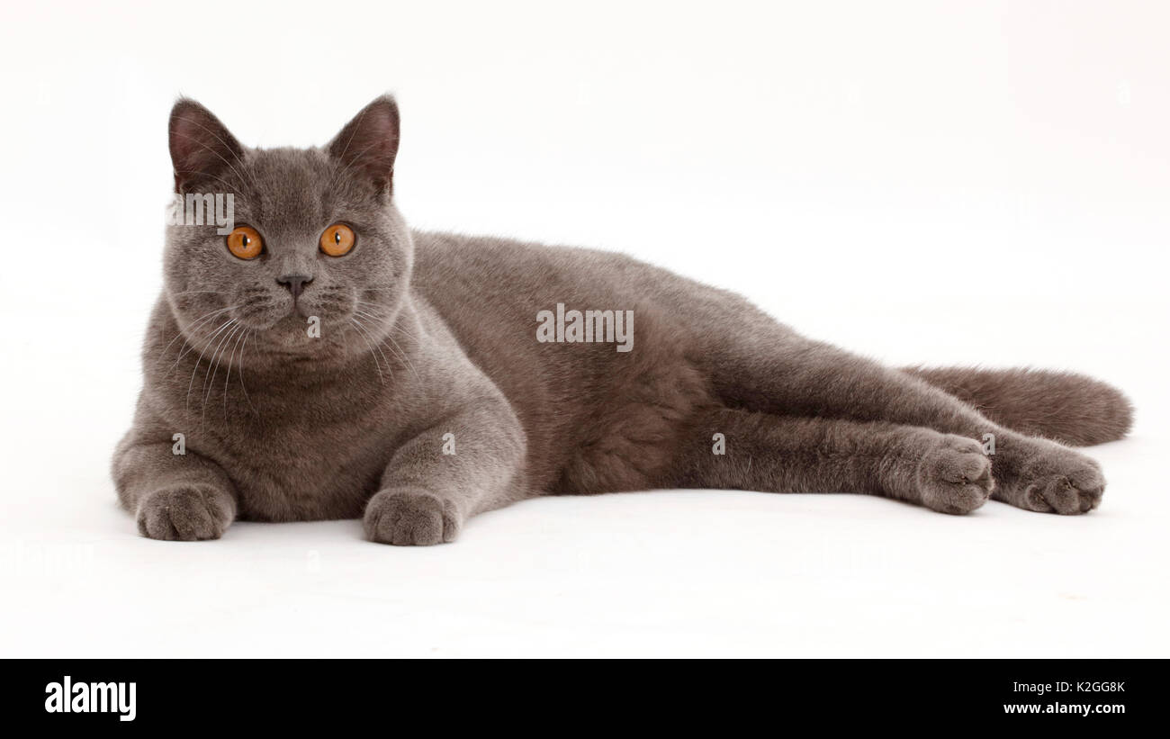 Blue white british shorthair hi-res stock photography and images - Alamy