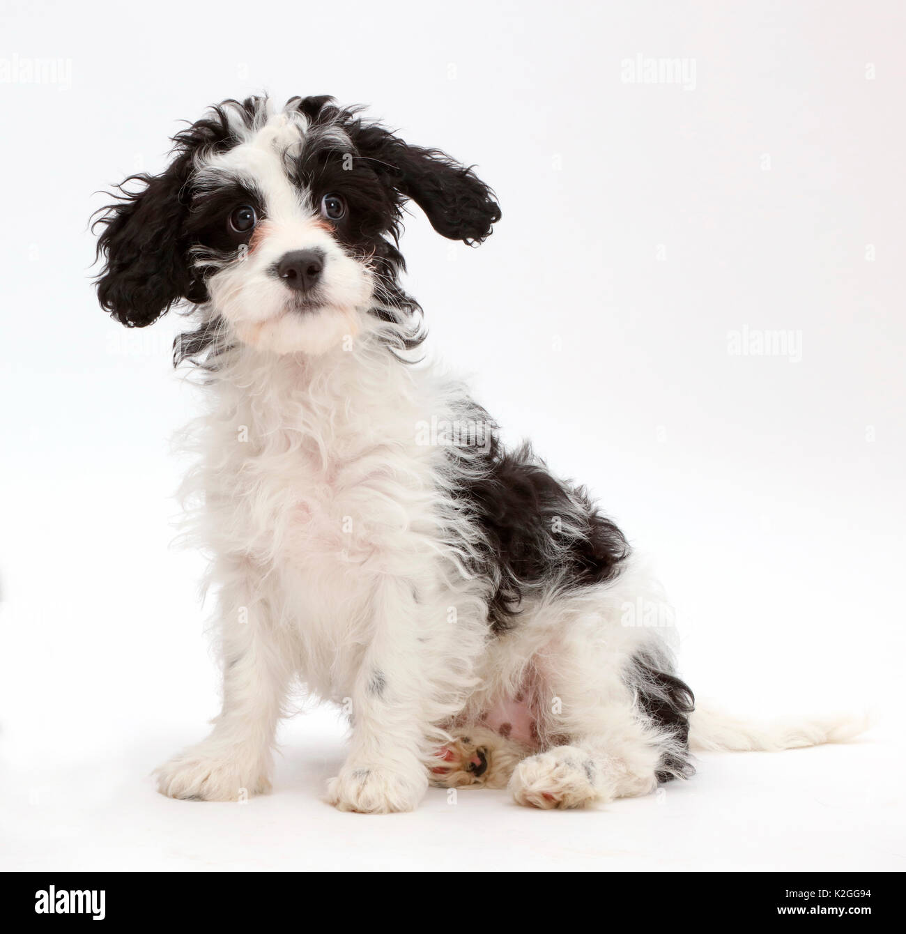 Cavapoo Black And White