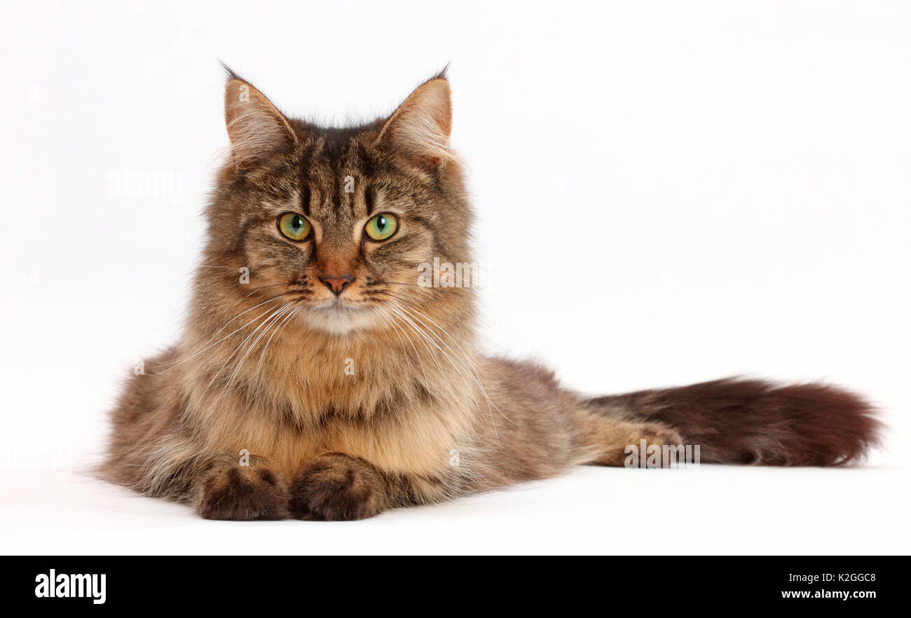 Female cat hi-res stock photography and images - Alamy