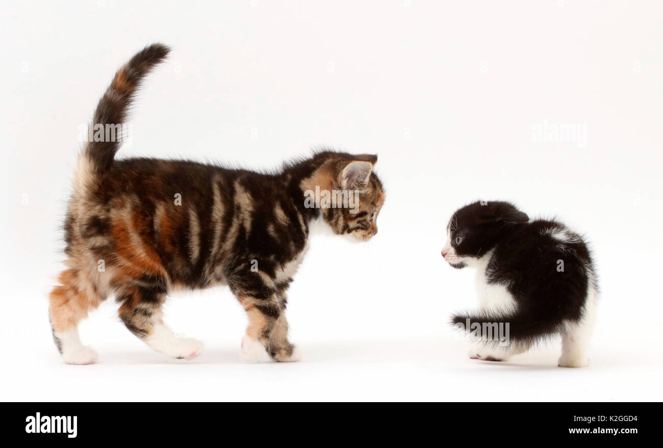 Black-and-white kitten frightened by tabby kitten Stock Photo - Alamy