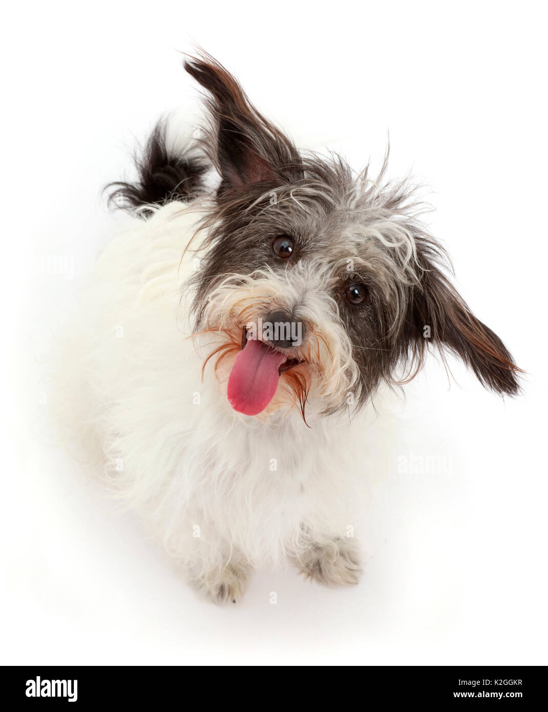 Jackapoo hi-res stock photography and images - Alamy