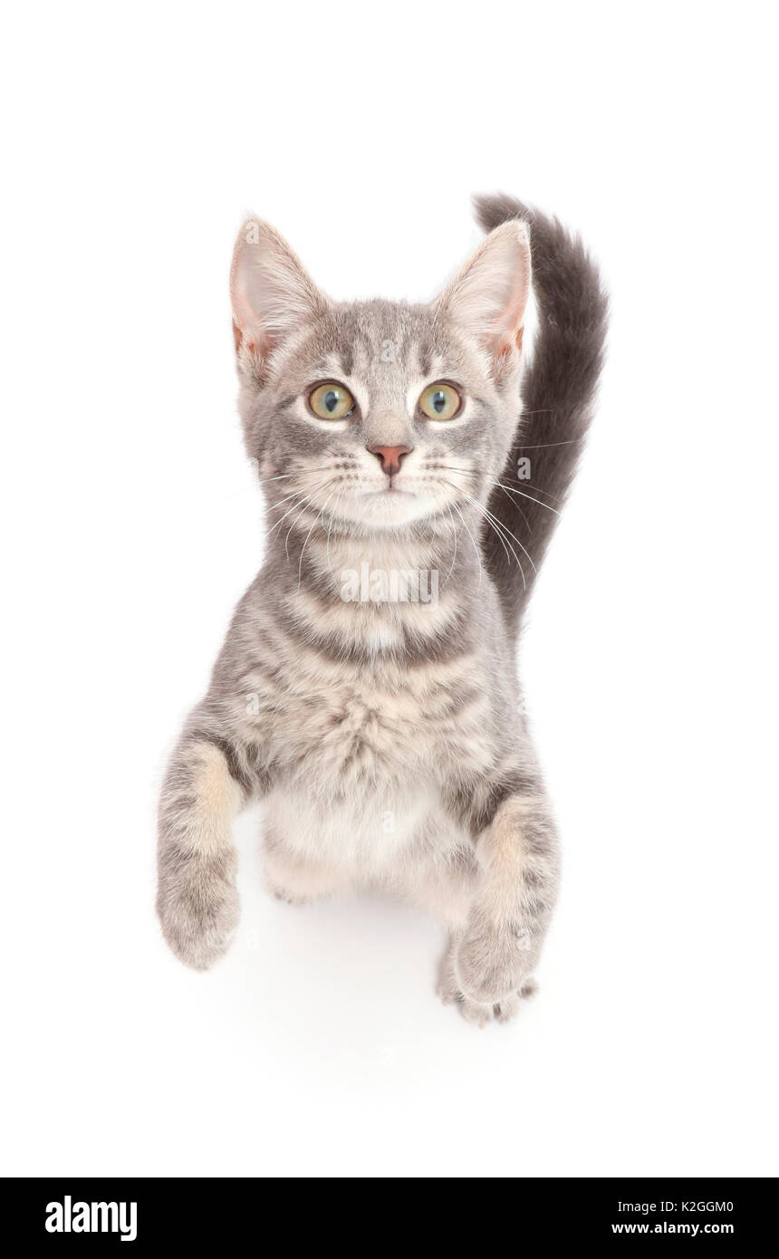 Tabby grey white cat Cut Out Stock Images & Pictures - Alamy