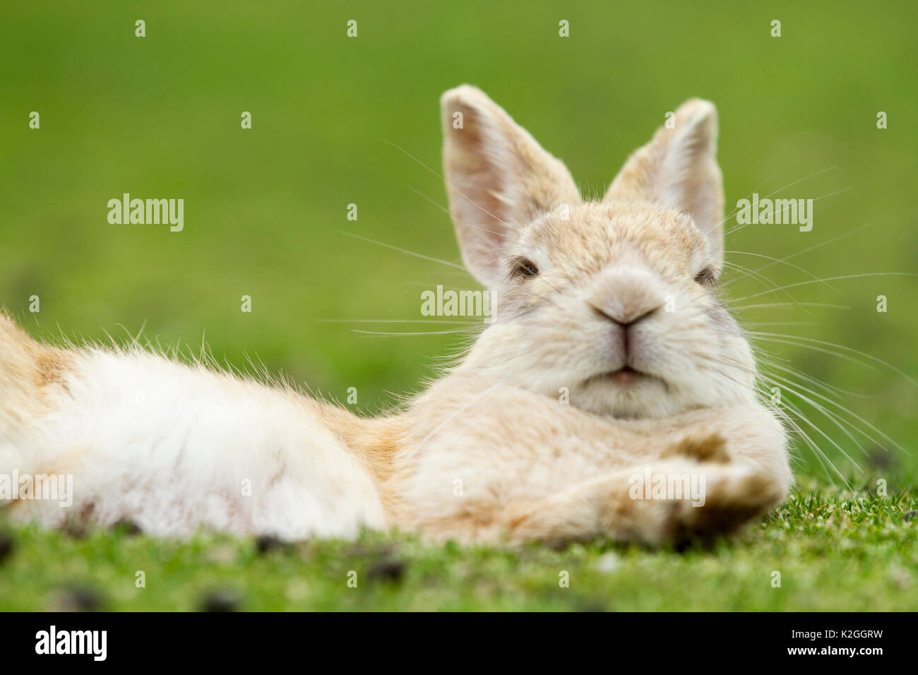 Rabbit resting with alert ears, Okunoshima 'Rabbit Island', Takehara ...