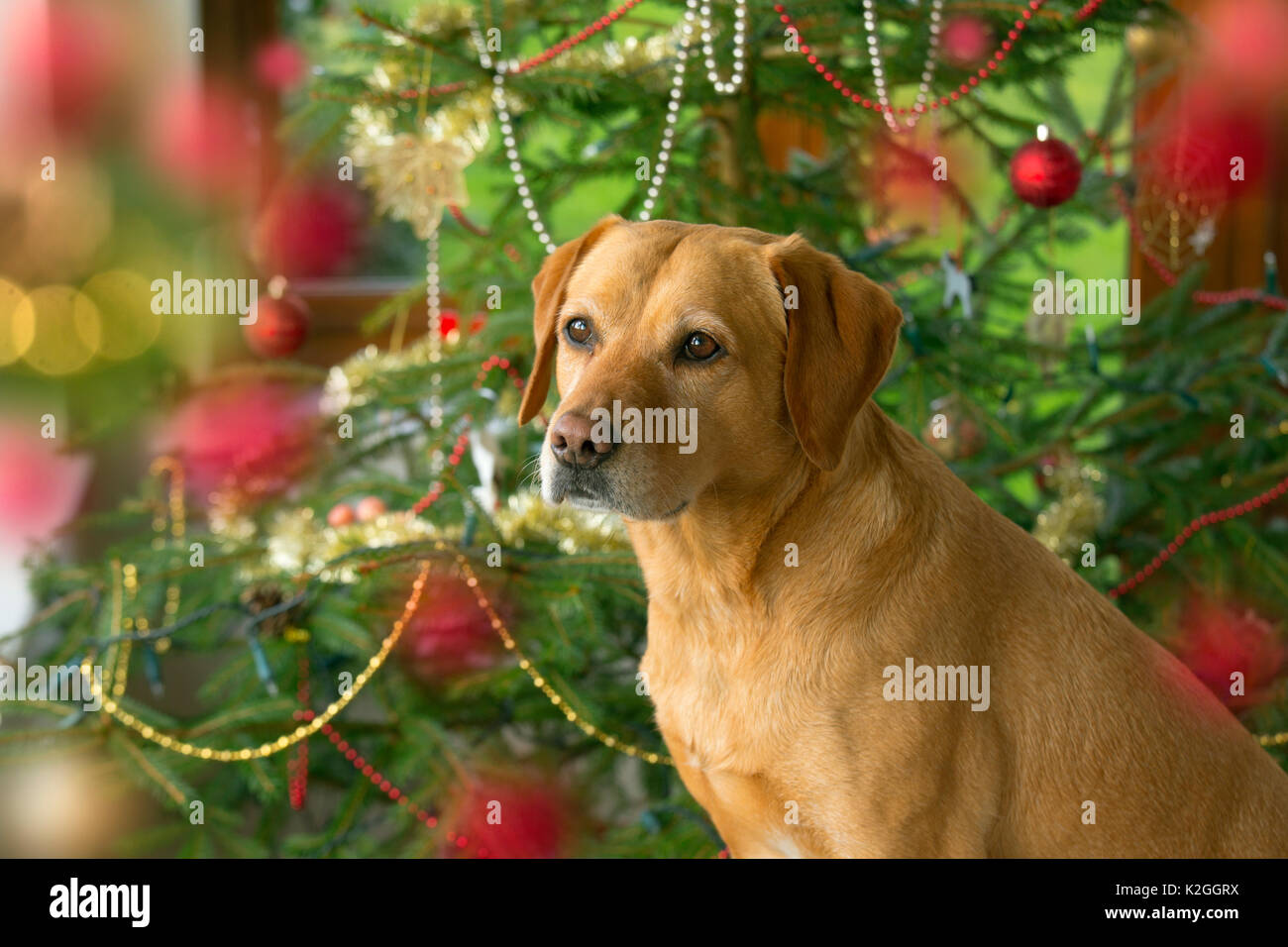 Labrador christmas hi-res stock photography and images - Alamy