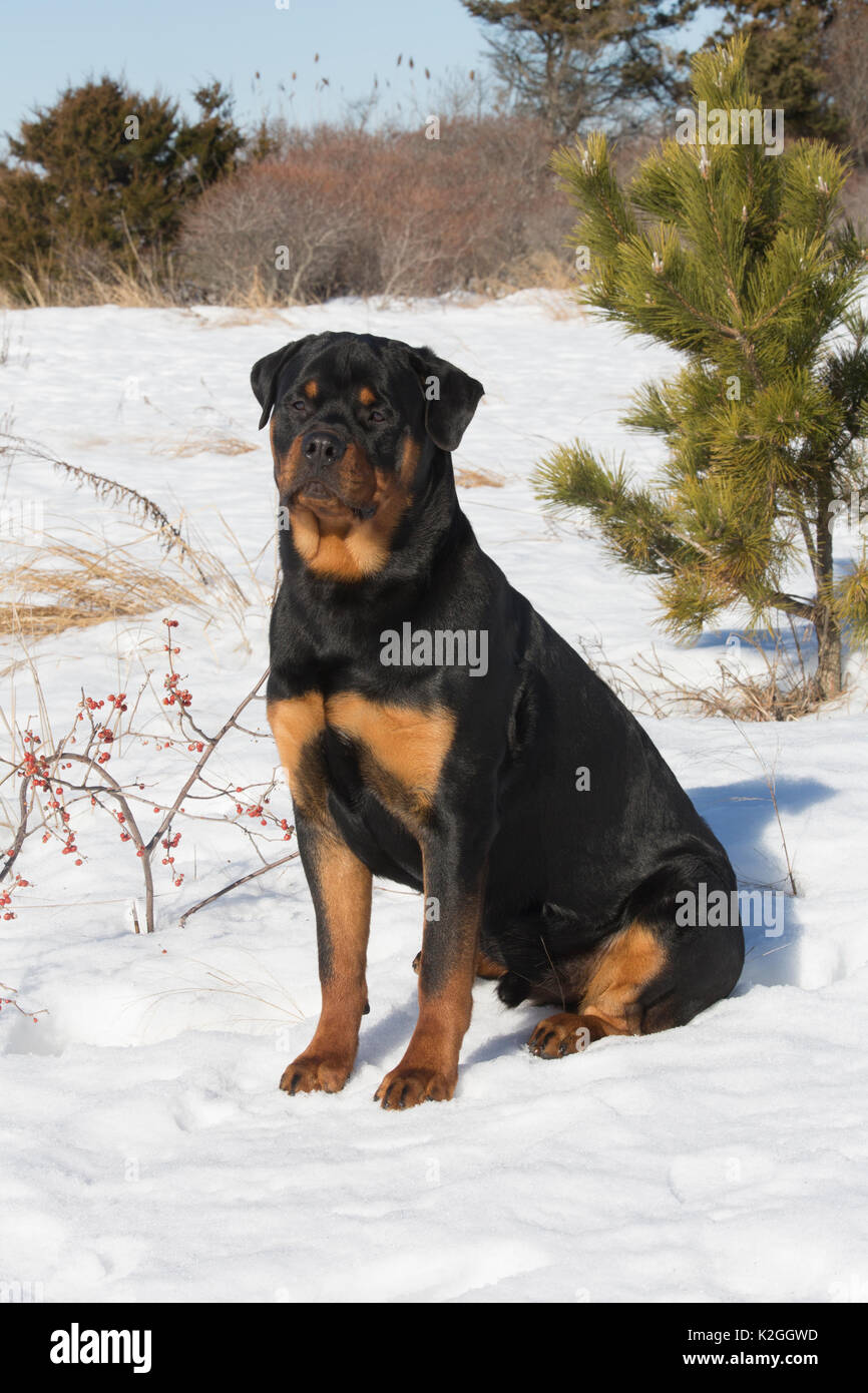 Rottweiler in snow on coastal scrub strand, near Long Island sound ...