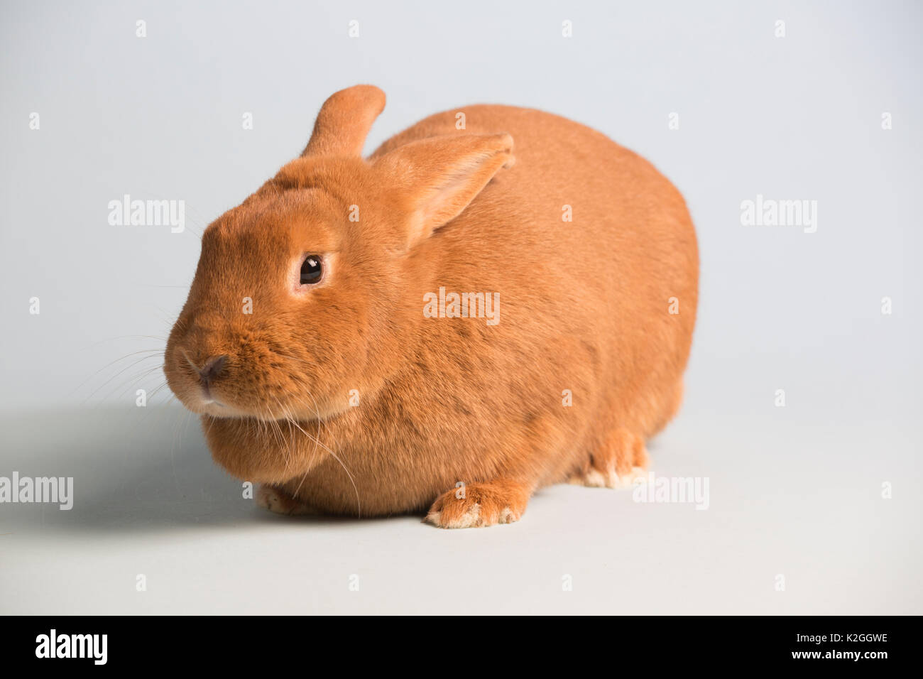 New Zealand rabbit, red colour Stock Photo - Alamy