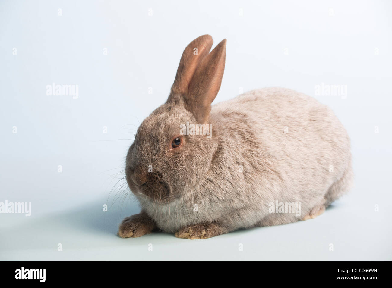 Rabbit breed hi-res stock photography and images - Alamy