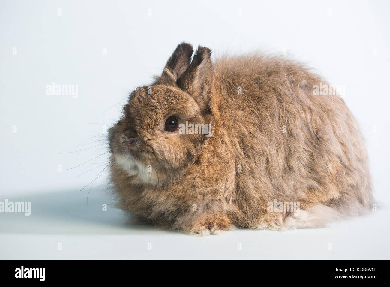 Jersey woolly rabbit, chestnut colour, against white background Stock ...
