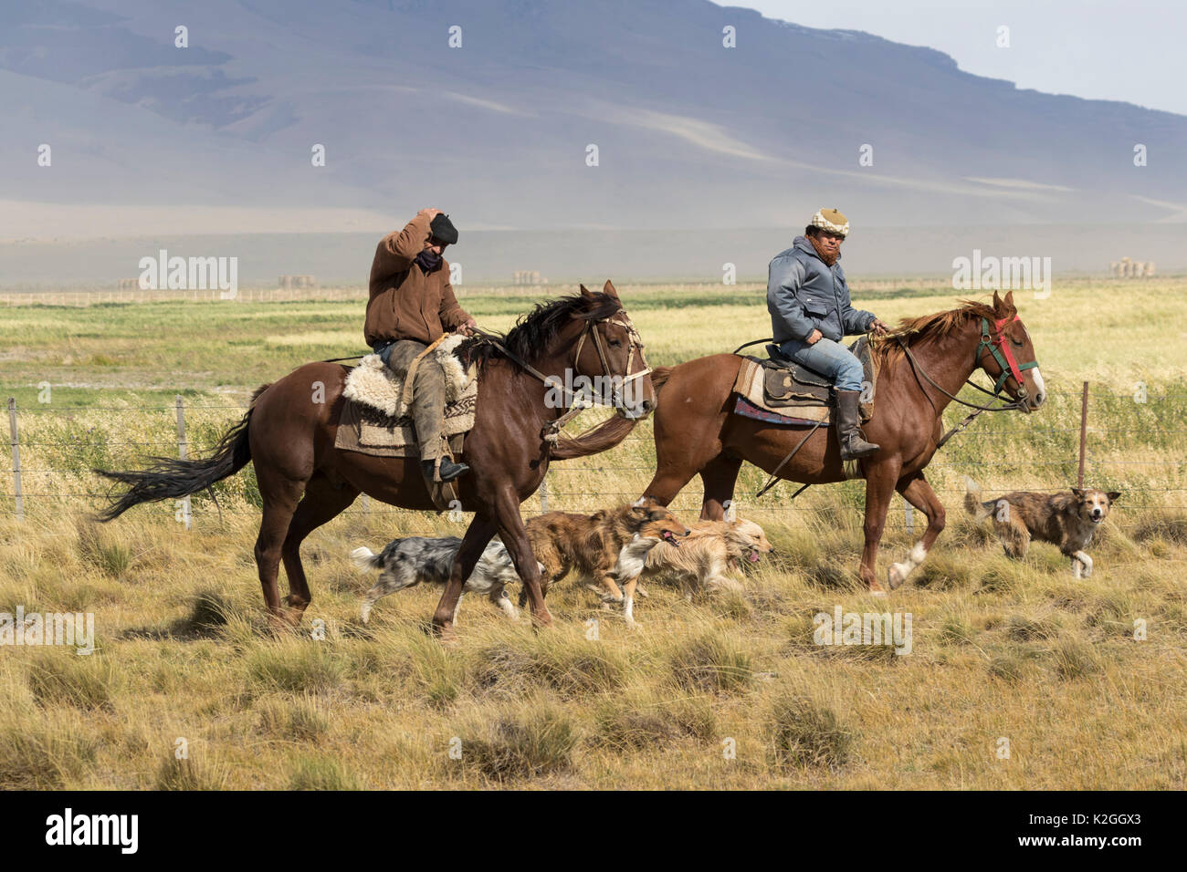 Gauchos and their dogs, Patagonia, Chile, March 2015 Stock Photo - Alamy