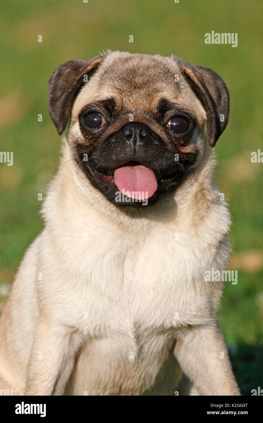 Adult male Pug portrait, Var, Provence, France, August Stock Photo - Alamy