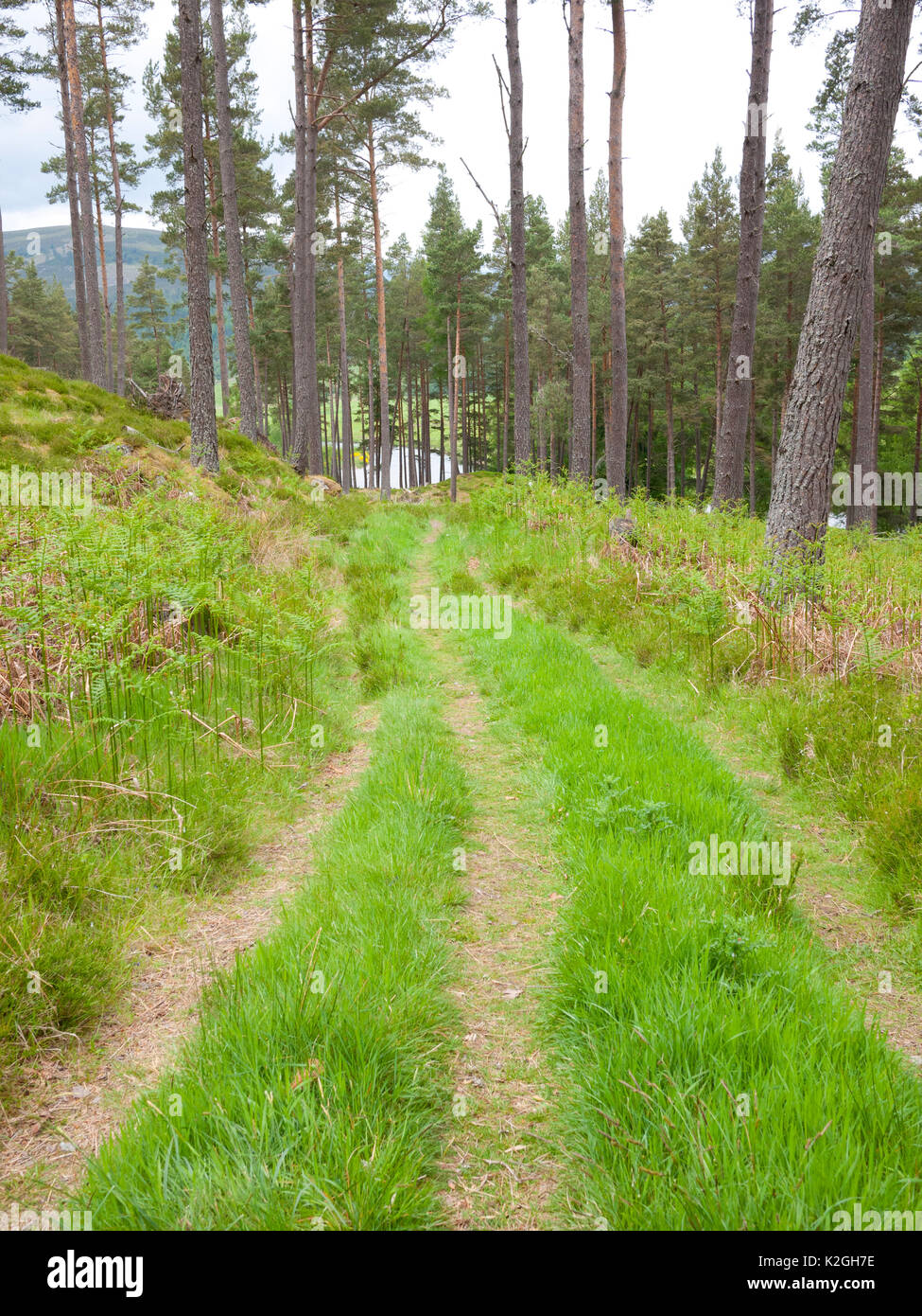 Forest maintenance track Scotland, UK Stock Photo - Alamy