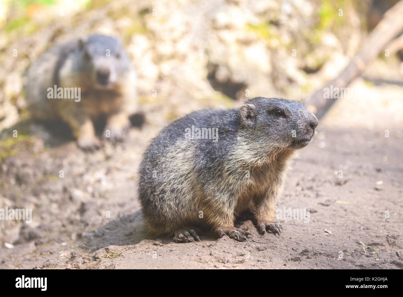 little groundhogs sits on sandy ground Stock Photo - Alamy