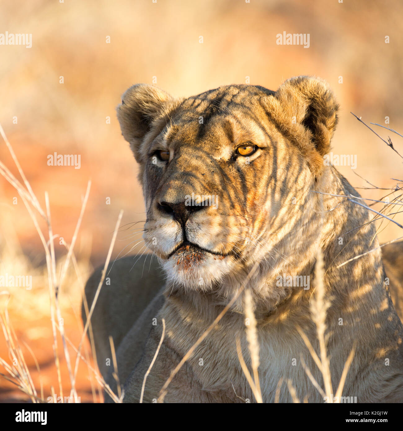 Lioness sunset hi-res stock photography and images - Alamy