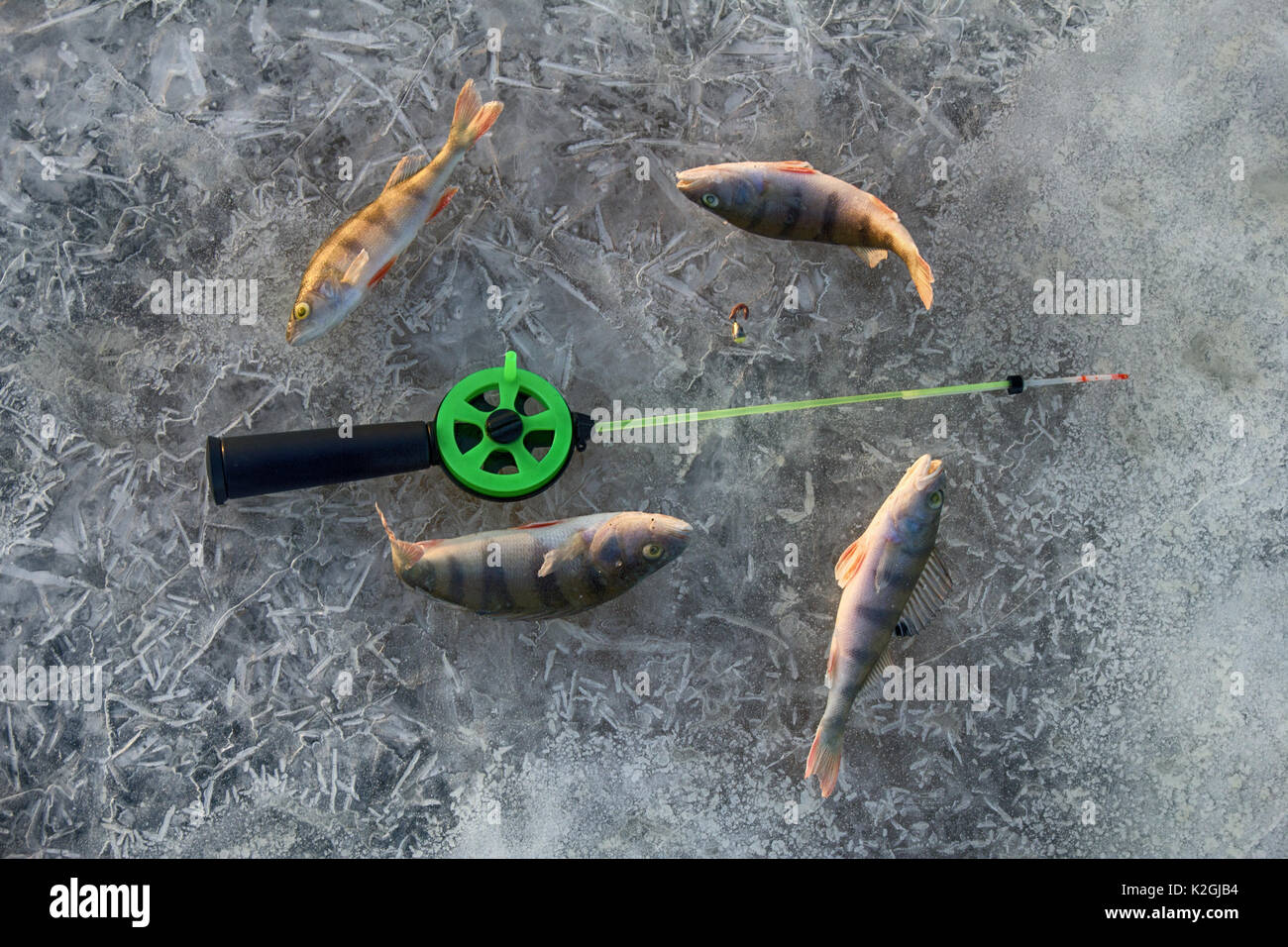 active rest fishing for perch in winter from ice. Composition of catch ...