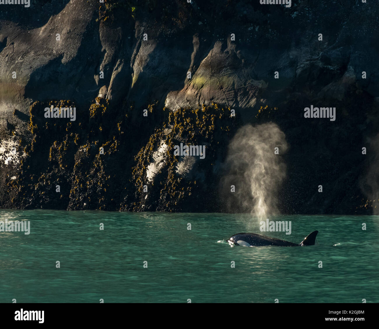 Orcas alaska hi-res stock photography and images - Alamy