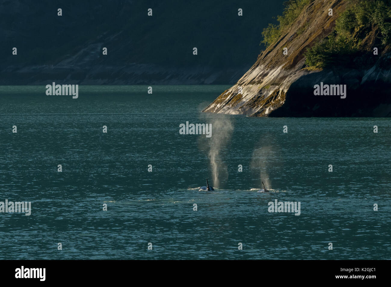 Two killer whales or orcas (Orcinus orca) traveling in Southeast Alaska ...