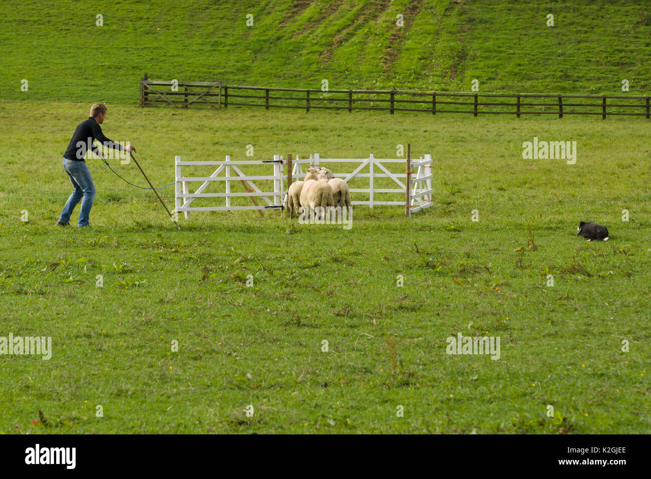 Welsh sheep hi-res stock photography and images - Alamy