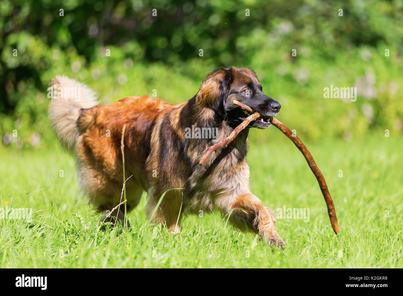 Leonberger running hi-res stock photography and images - Alamy