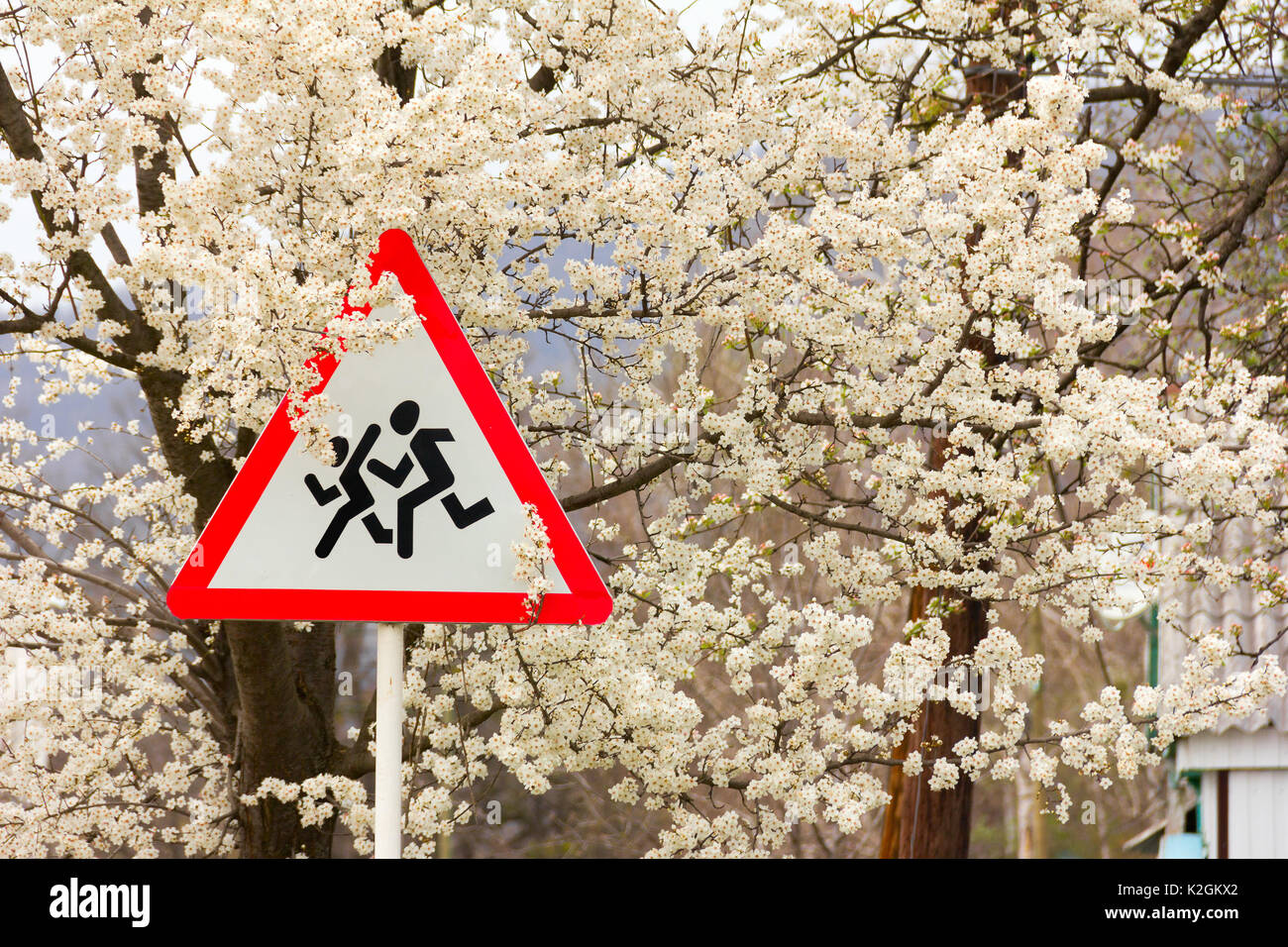 Warning road sign - Children, in the branches of a flowering fruit tree ...