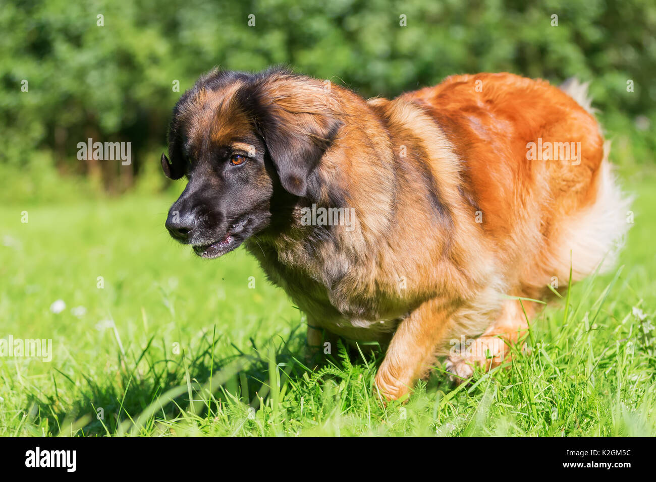 Leonberger running hi-res stock photography and images - Alamy