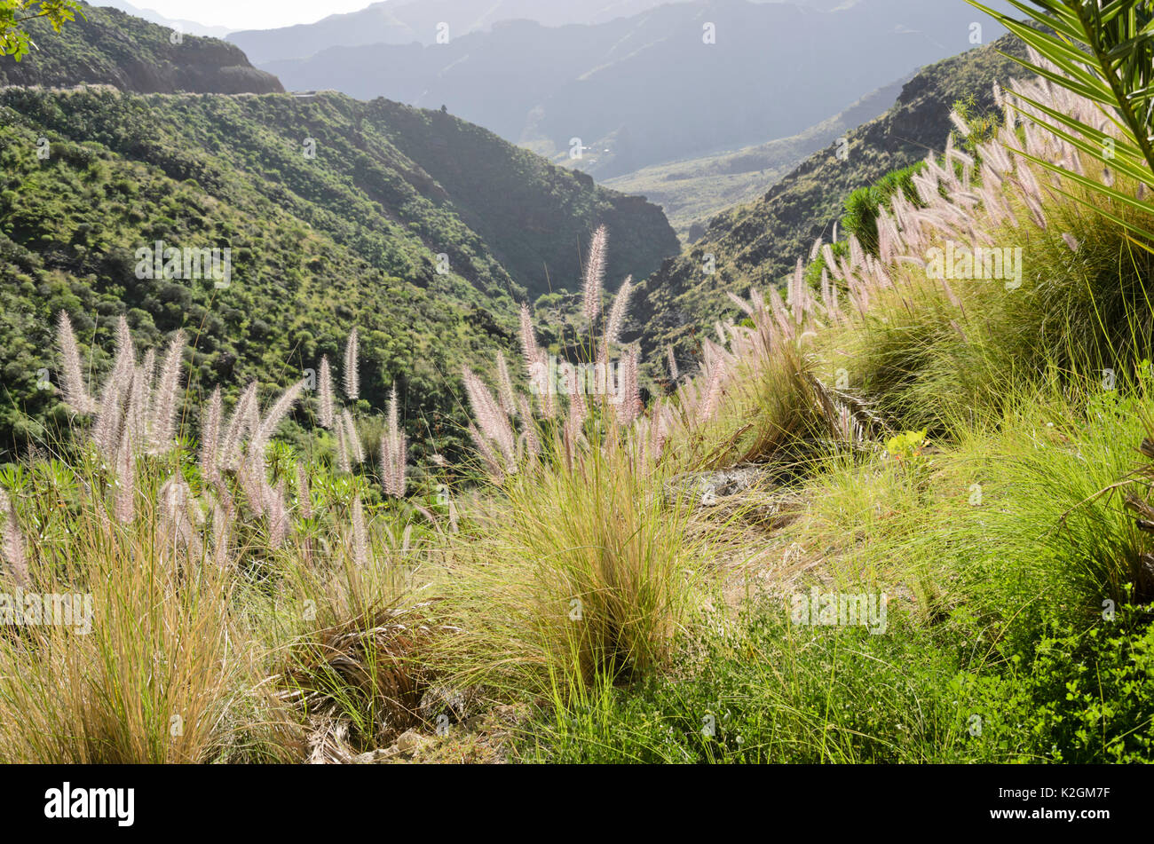 Gran grass hi-res stock photography and images - Alamy