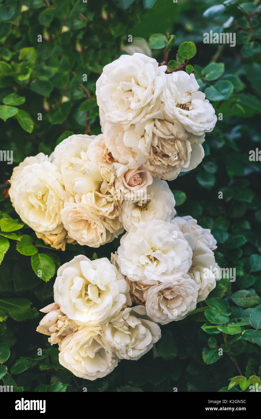 Withering white roses, toned in matte gothic retro victorian style ...