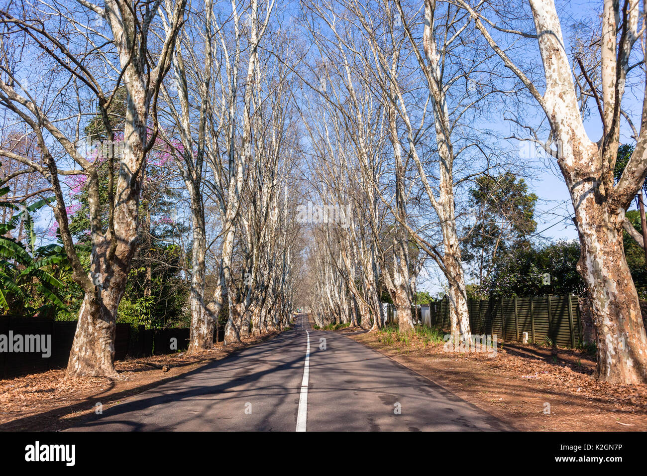 Road lined with trees in residential countryside Stock Photo - Alamy