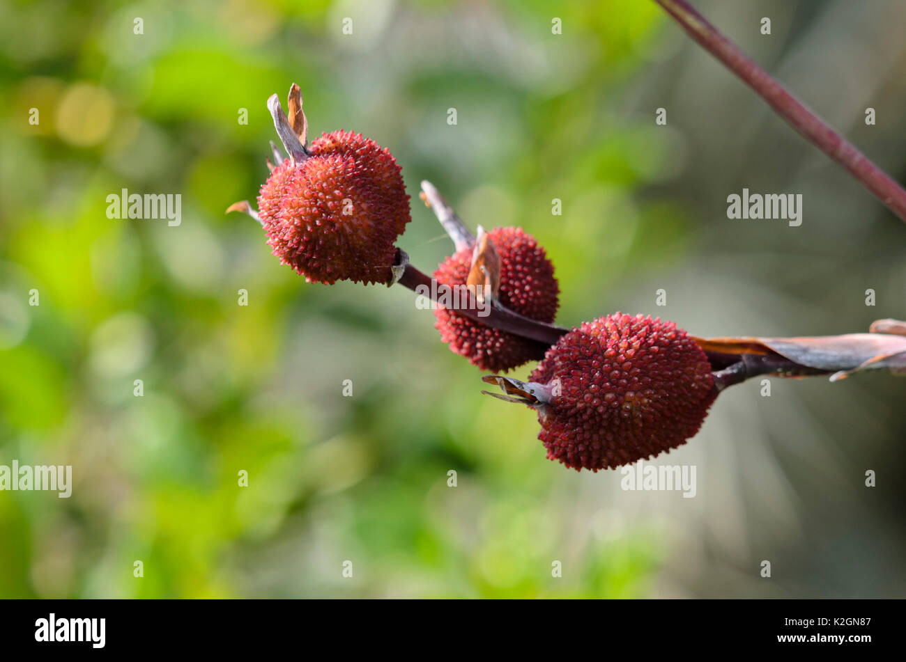 Limbata hi-res stock photography and images - Alamy