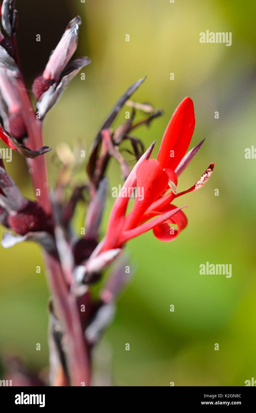 Limbata hi-res stock photography and images - Alamy