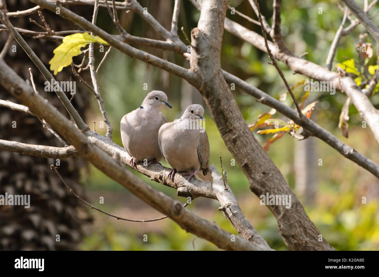 Two eurasian collared dove hi-res stock photography and images - Alamy