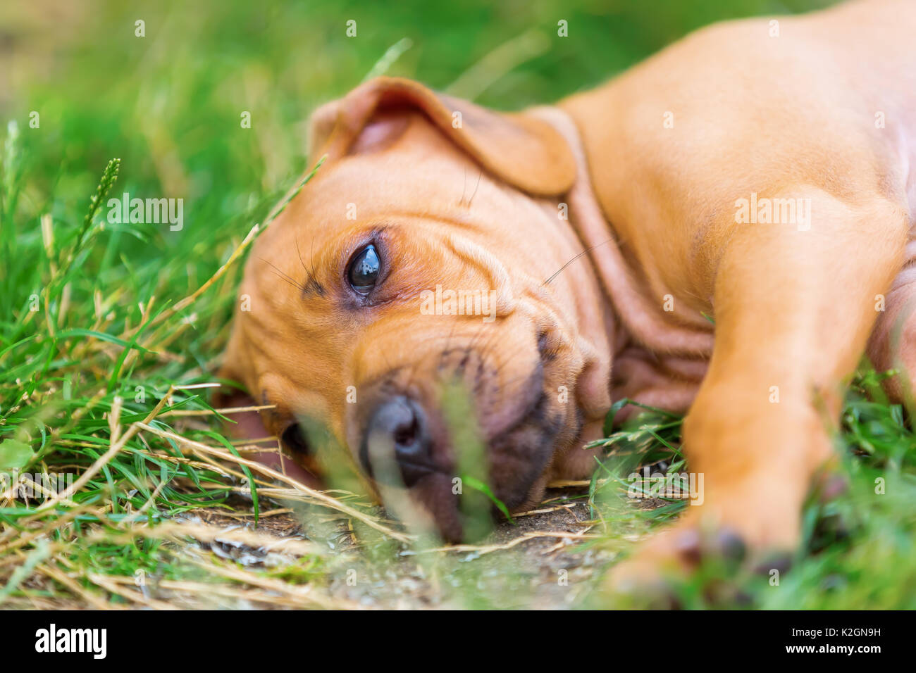 portrait picture of a cute Rhodesian Ridgeback puppy Stock Photo - Alamy