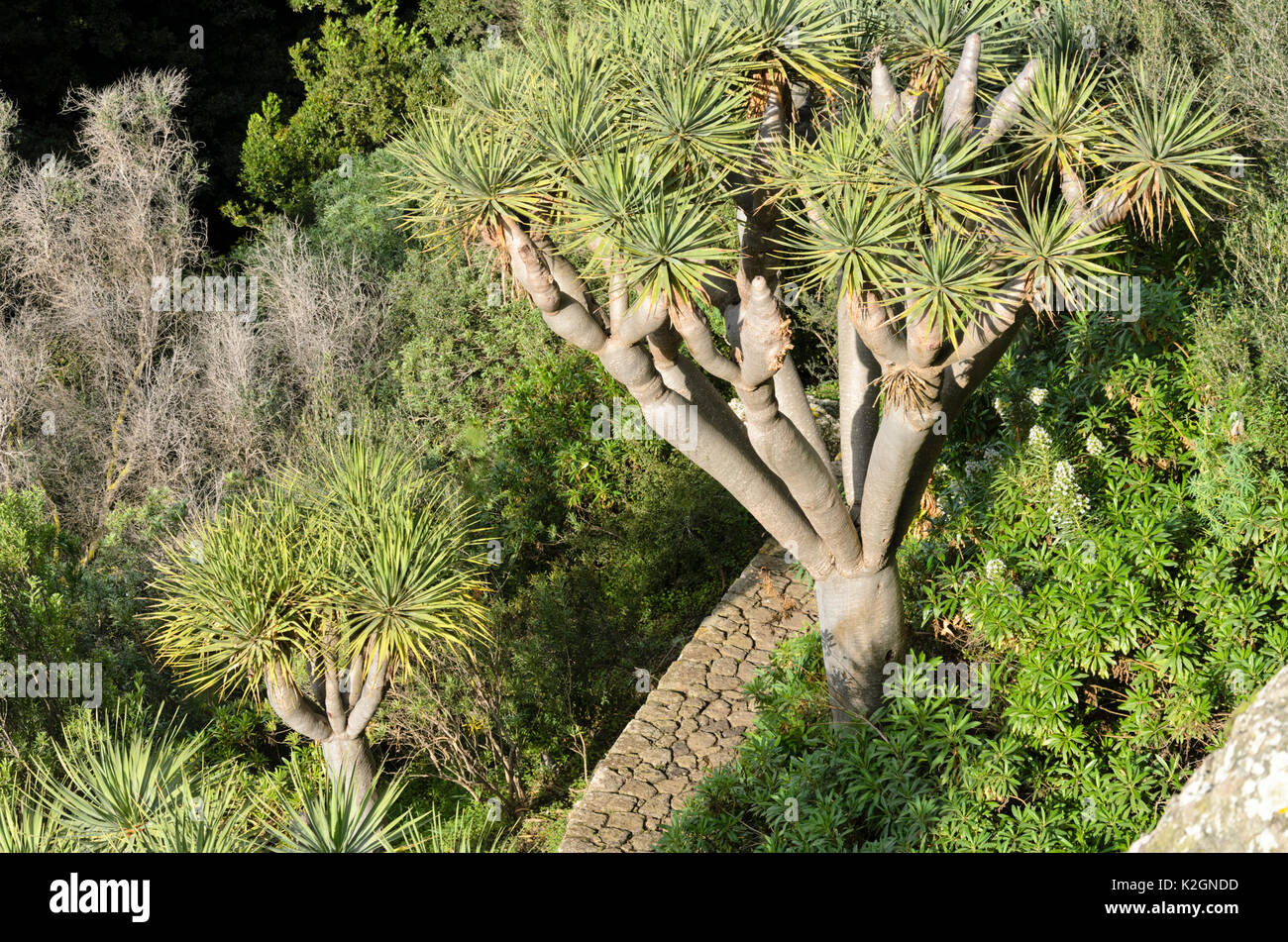 Dracaena draco canary hi-res stock photography and images - Alamy