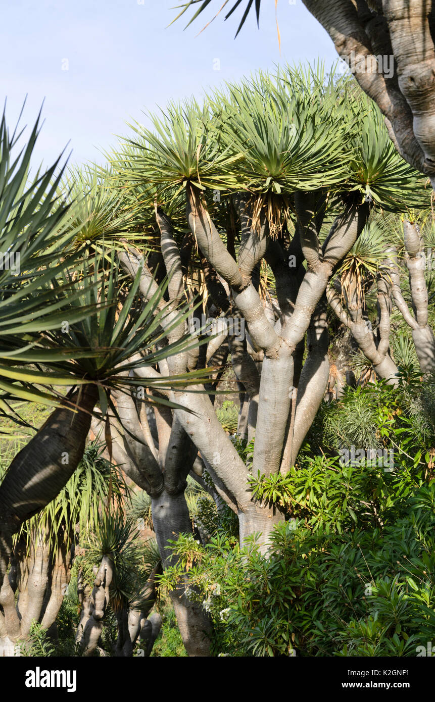 Dragon tree hi-res stock photography and images - Alamy