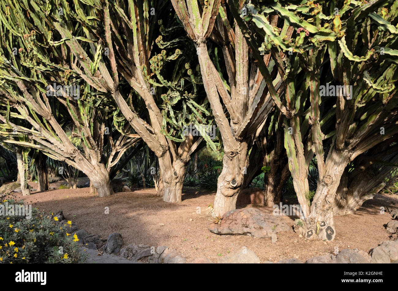 Candelabra tree (Euphorbia candelabrum Stock Photo - Alamy