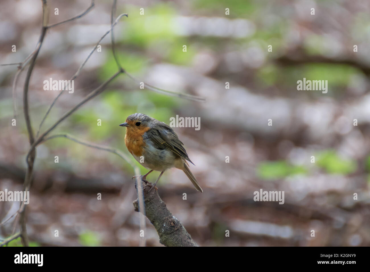Robin cute bird photo hi-res stock photography and images - Alamy