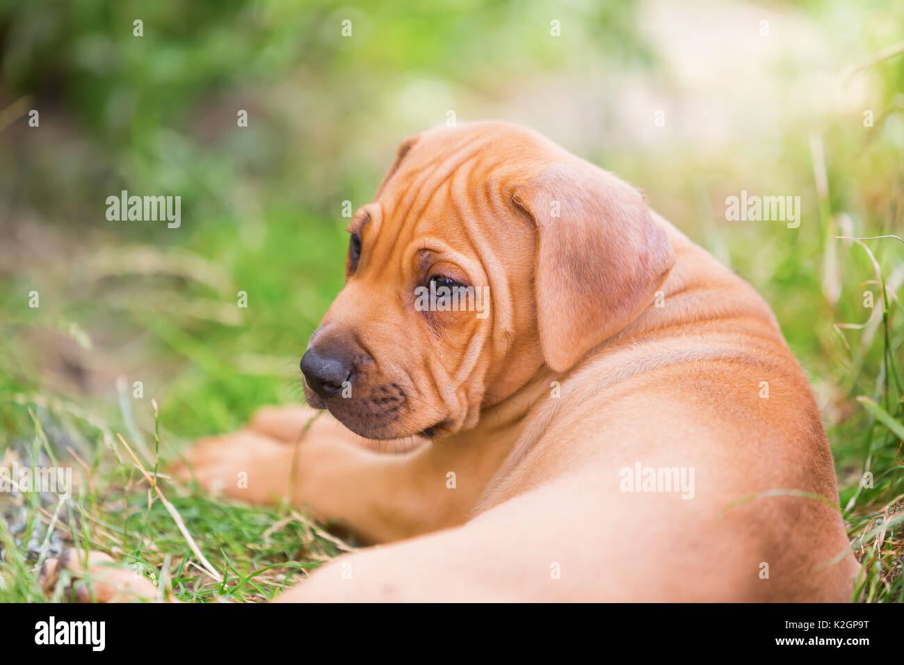 portrait picture of a cute Rhodesian Ridgeback puppy Stock Photo - Alamy