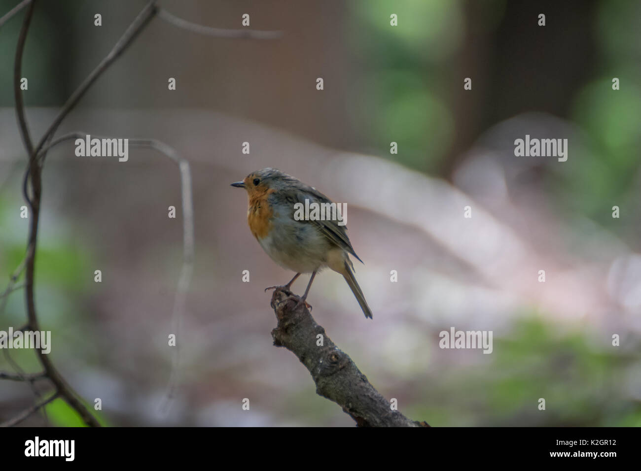 Robin in detail hi-res stock photography and images - Alamy