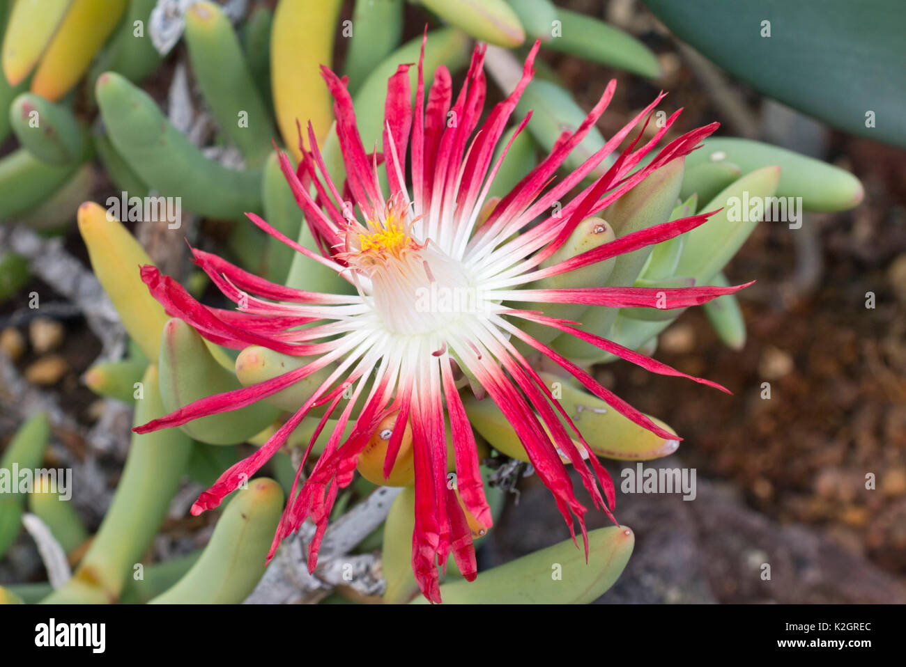 Midday flower (Astridia longifolia Stock Photo - Alamy