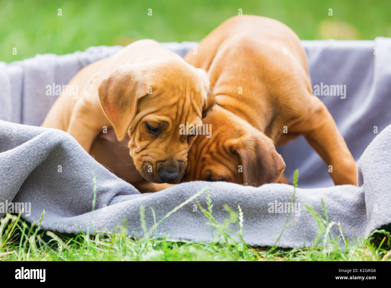 Cute child and dog in dog basket hi-res stock photography and images ...
