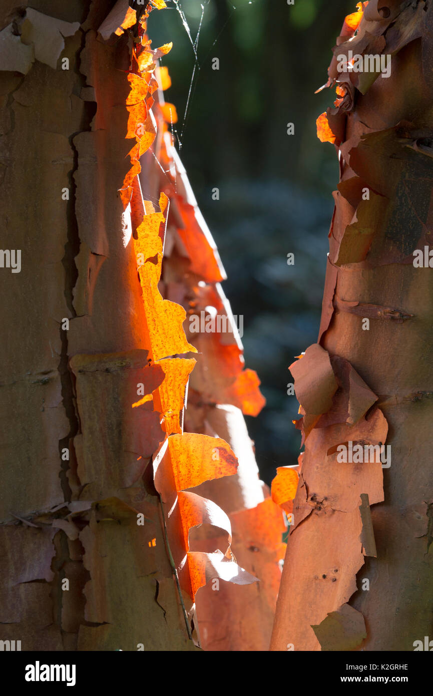 Peeling Maple Tree Bark High Resolution Stock Photography and Images ...