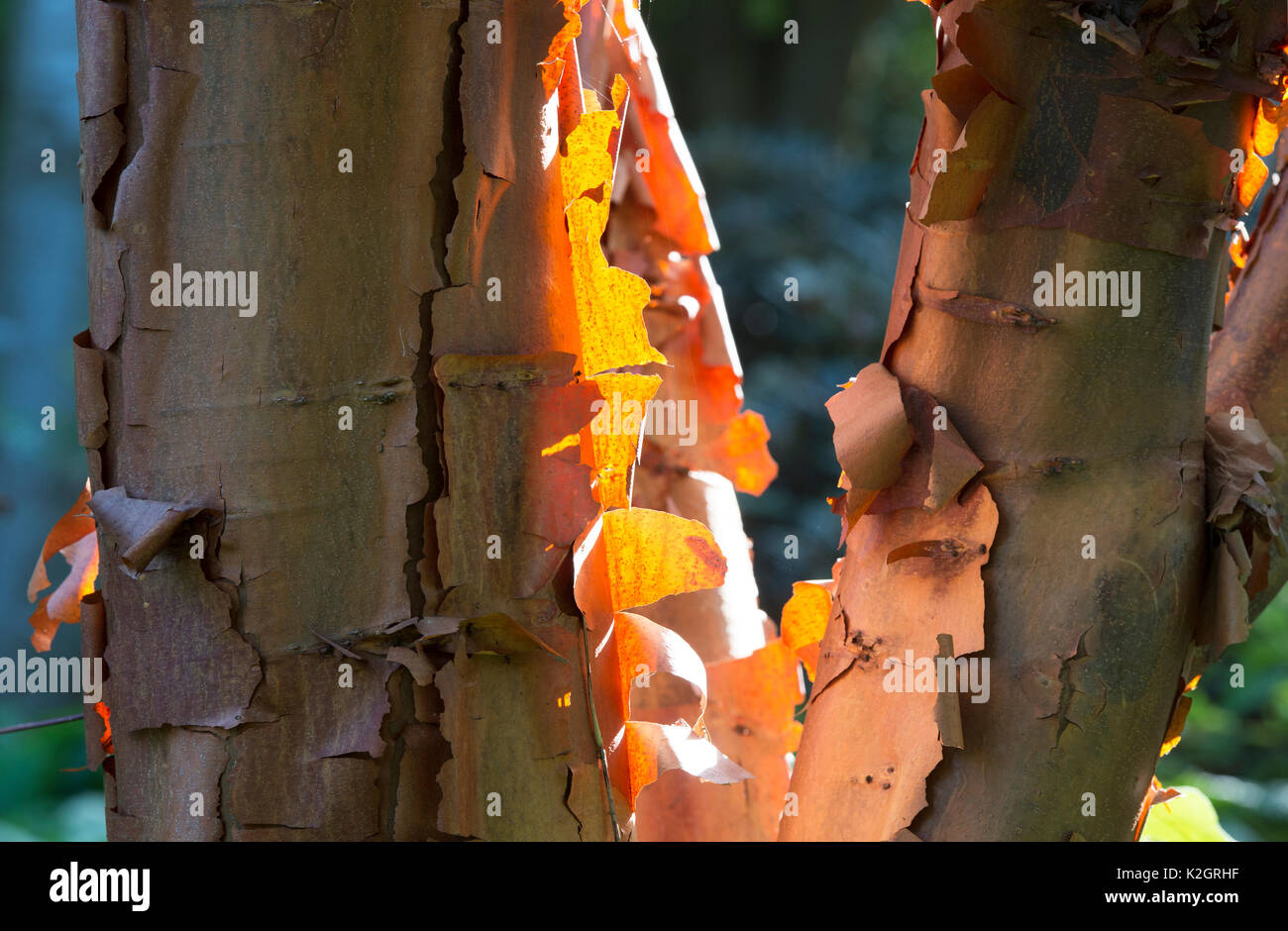 Paperbark tree trees hi-res stock photography and images - Alamy