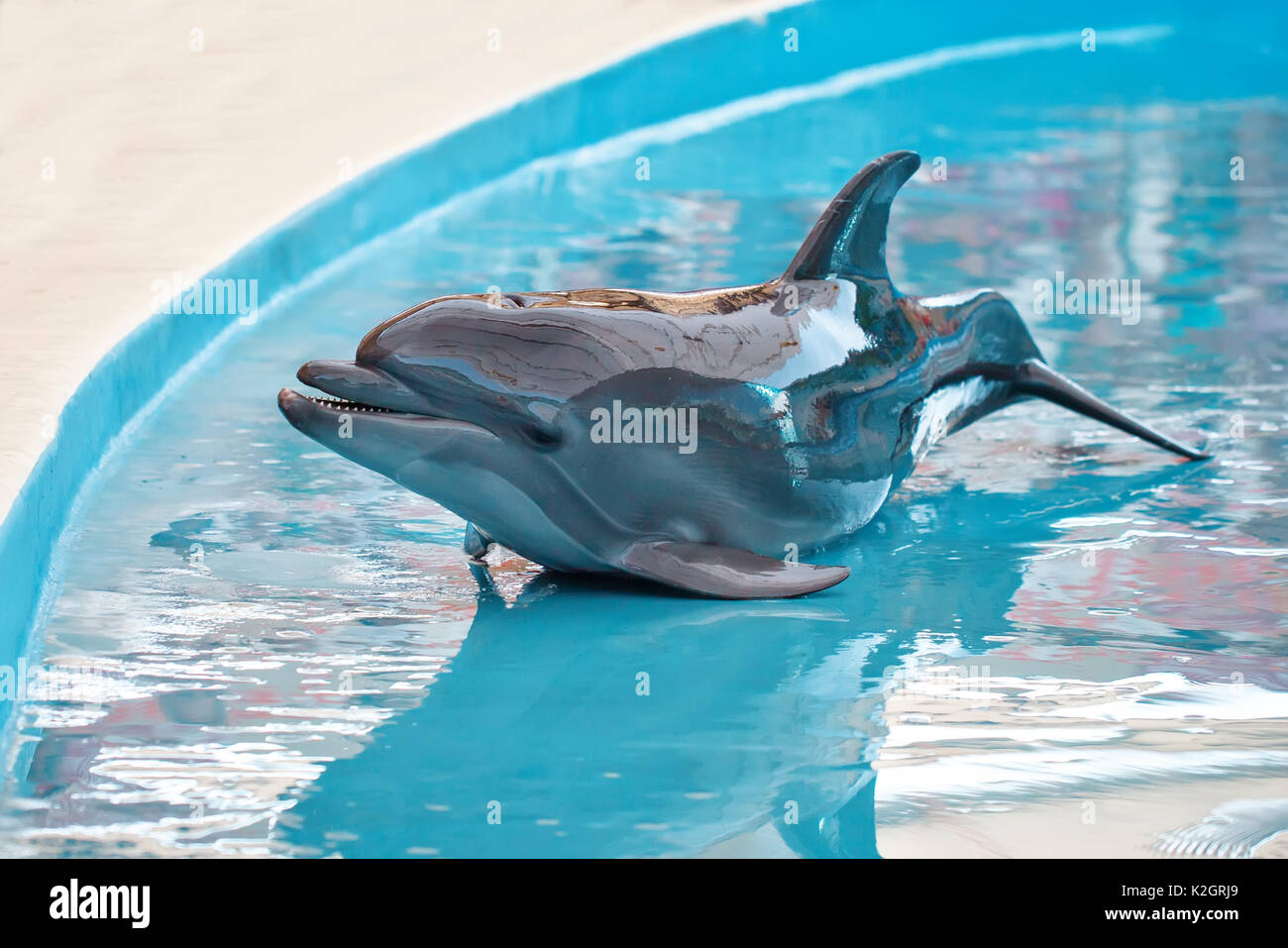 A young Dolphin is smiling and playing in the pool Stock Photo - Alamy