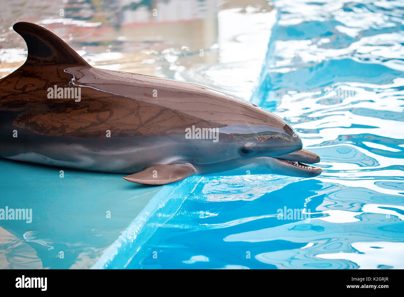 A young Dolphin is smiling and playing in the pool Stock Photo - Alamy